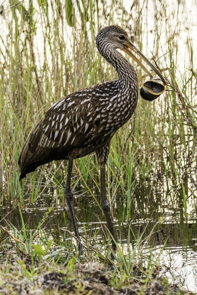 2022 Photography Contest Results – Grassy Waters Conservancy